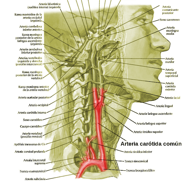 Arteria carótida común - EcuRed