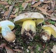 Caloboletus radicans - EcuRed