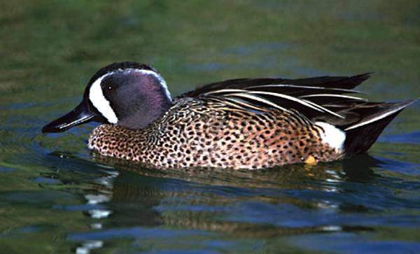 Pato de la Florida - EcuRed