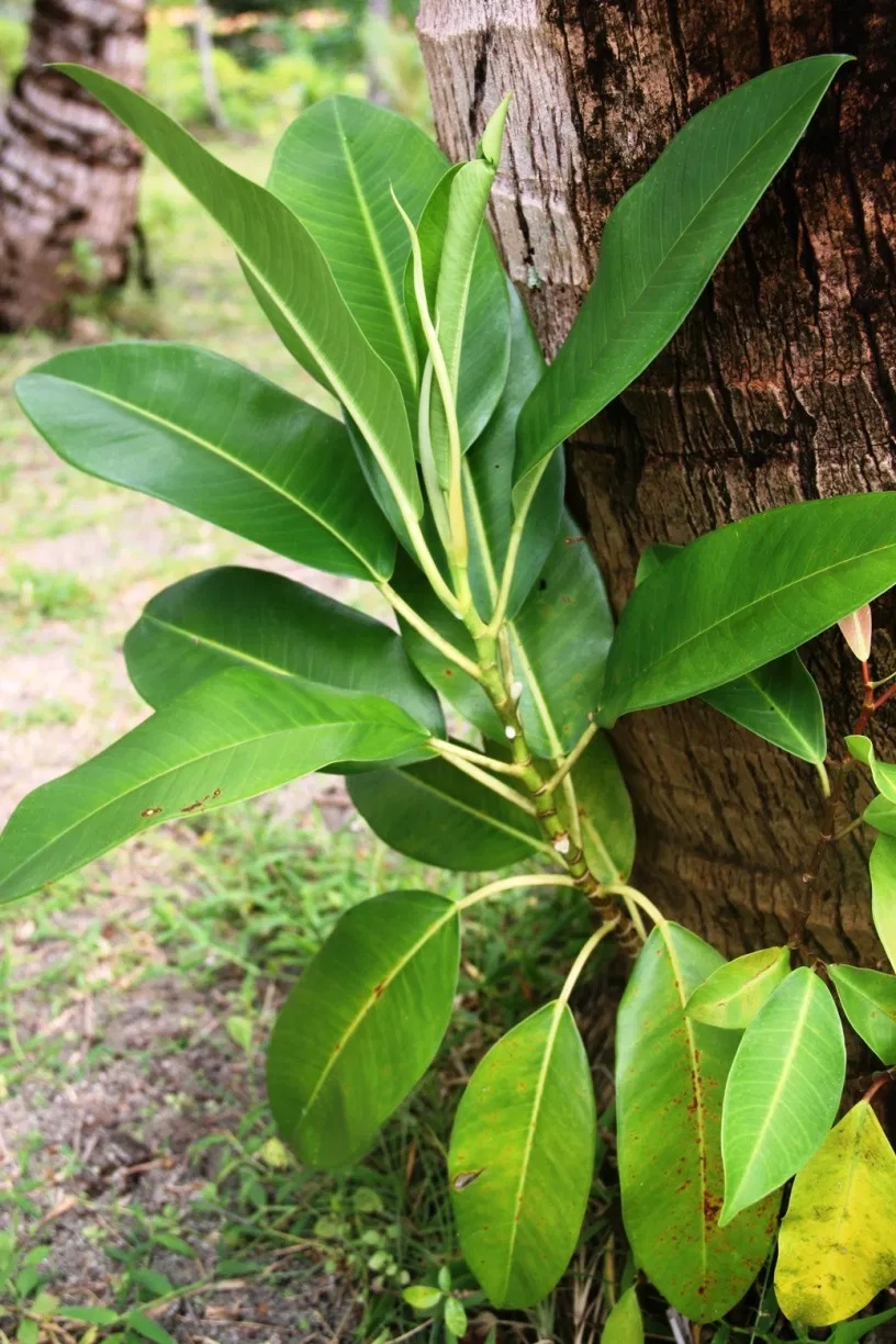 Ficus glandifera - EcuRed