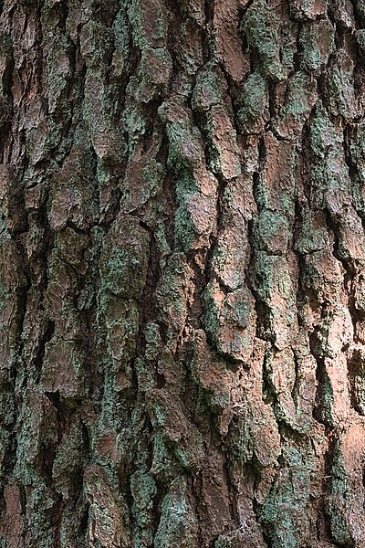 Pinus teocote - EcuRed