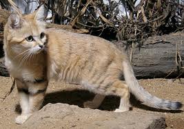 Felis silvestris bieti - EcuRed