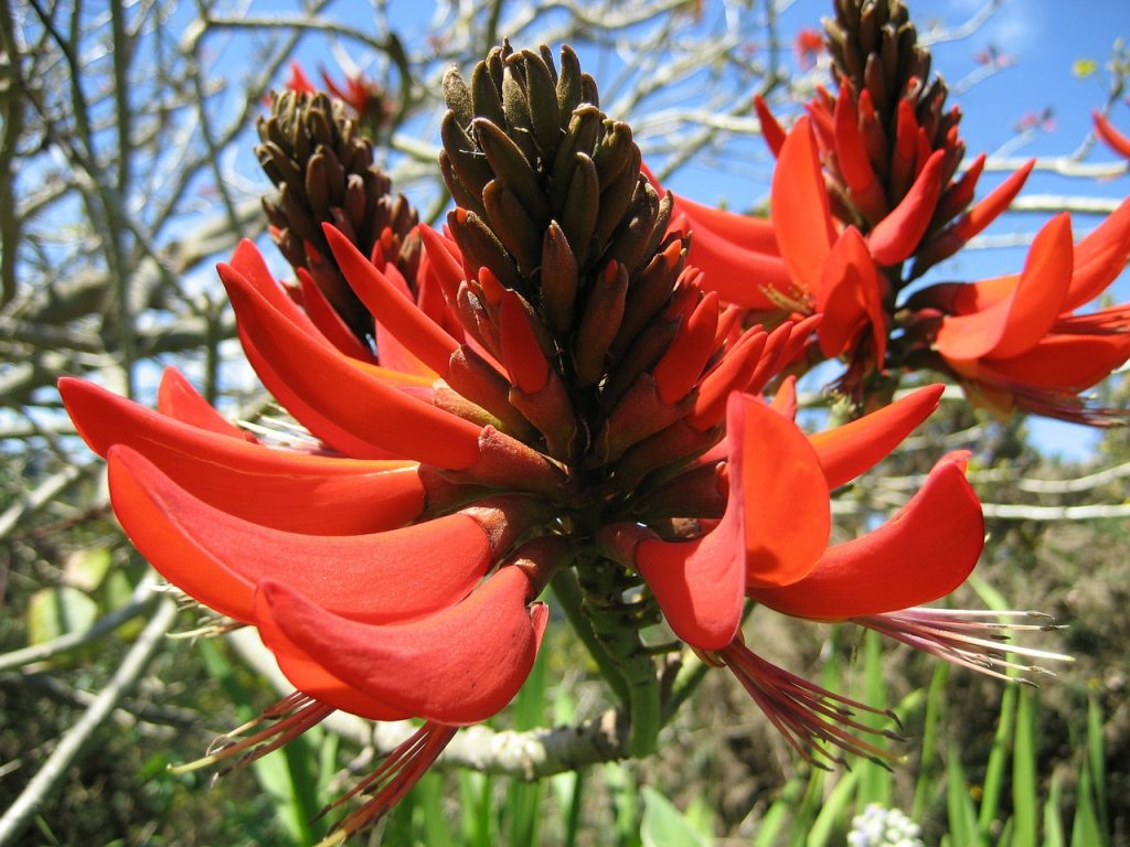 Erythrina - EcuRed