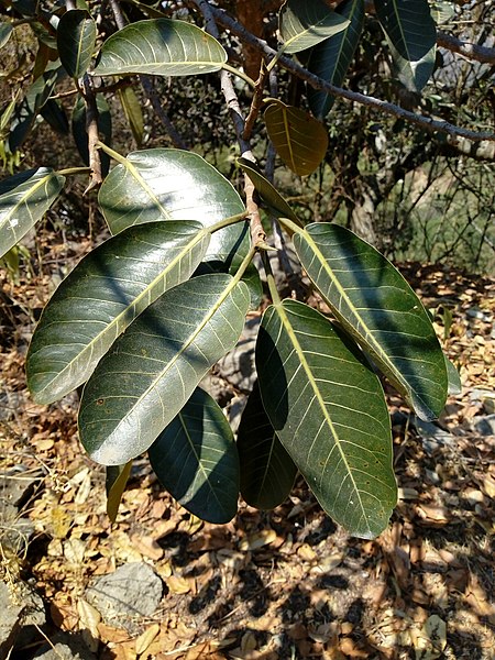 Ficus trigonata - EcuRed