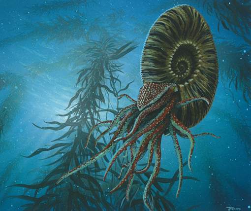 Ammonites - EcuRed