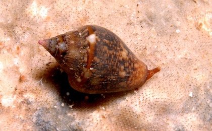 Columbella rustica - EcuRed