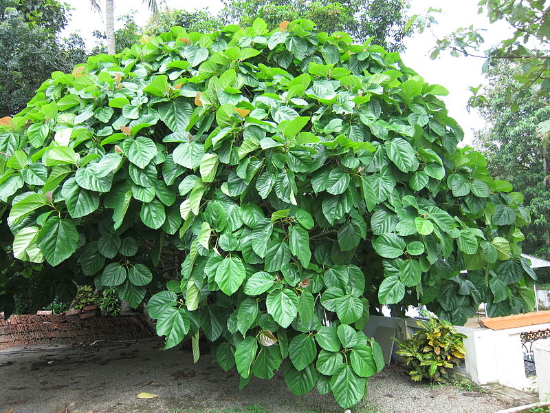 Ficus auriculata - EcuRed