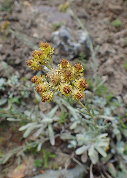 Helichrysum armenium - EcuRed