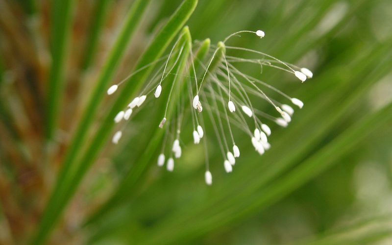 Youtan Poluo - EcuRed