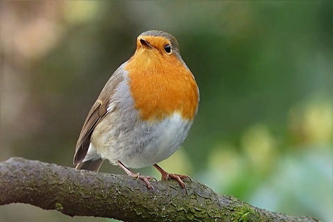 Erithacus rubecula - EcuRed