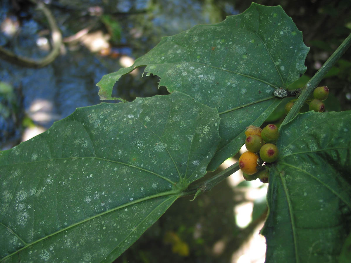 Ficus fiskei - EcuRed