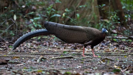 Argusianus argus (Argo gigante) - EcuRed