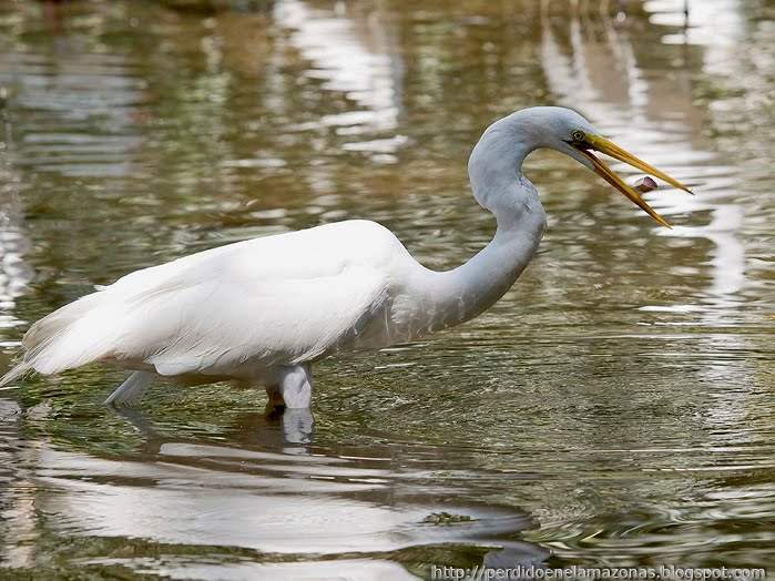 Garzón blanco - EcuRed