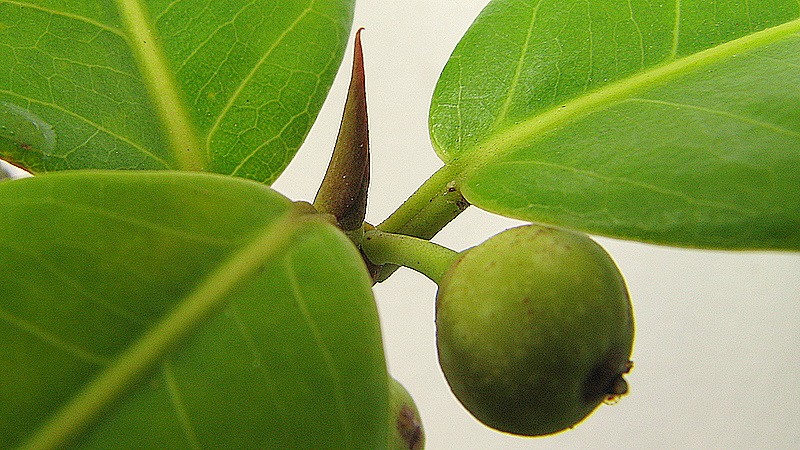 Ficus bahiensis - EcuRed