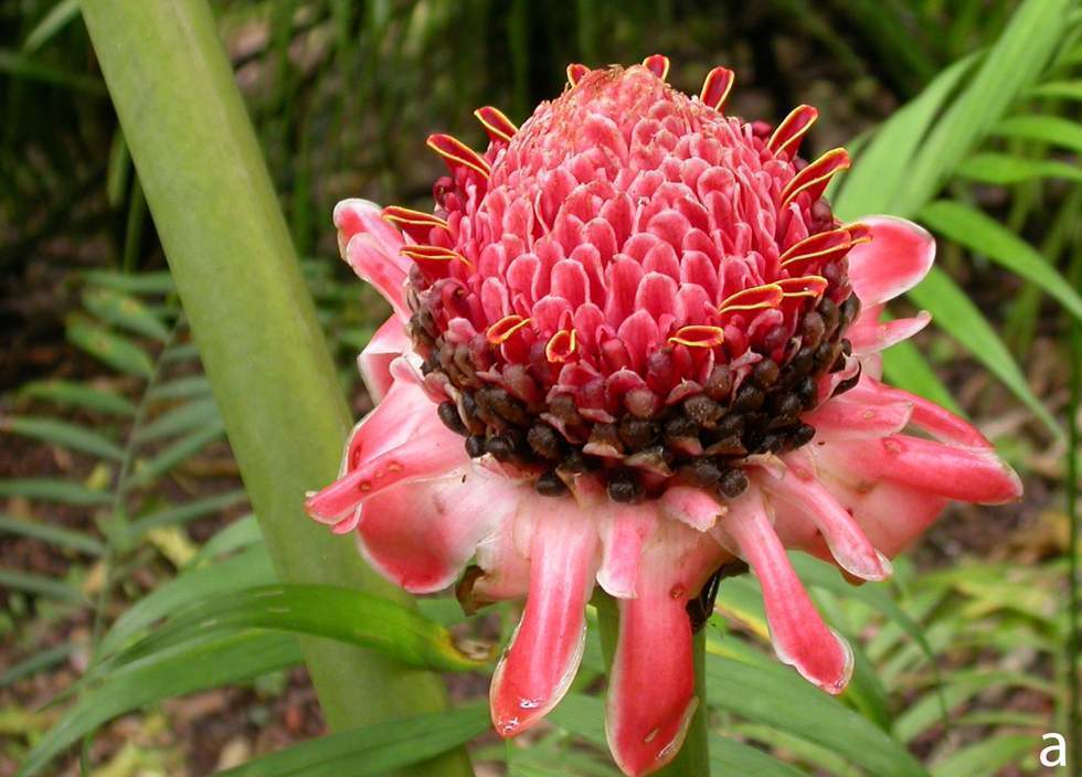 Zingiberaceae - EcuRed