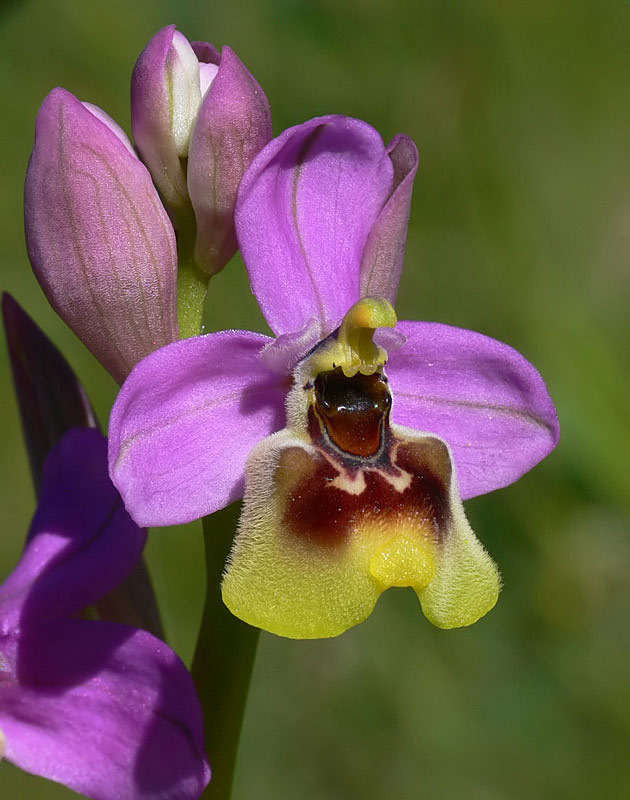 Ophrys tenthredinifera - EcuRed