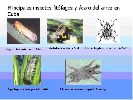 Plagas del arroz - EcuRed