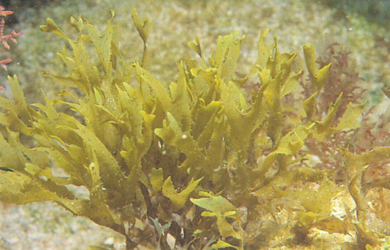 Dictyota ciliolata - EcuRed