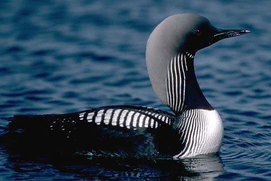 Colimbo del Pacífico - EcuRed