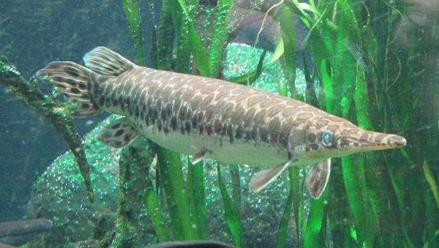 Archivo:Manjuari1.jpg - EcuRed