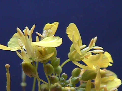 Diplotaxis virgata - EcuRed