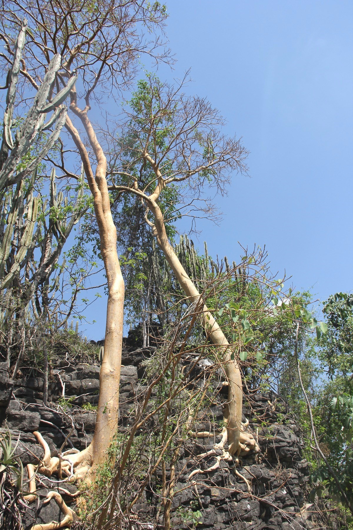 Ficus bonijesulapensis - EcuRed