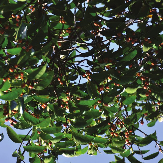 Ficus sundaica - EcuRed