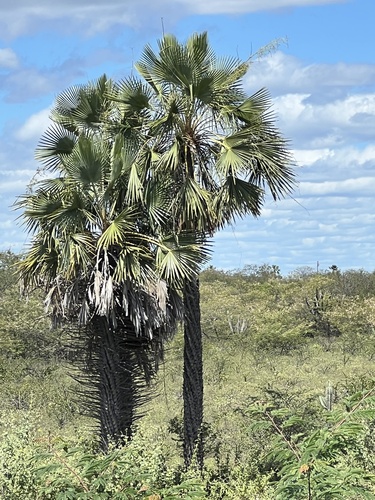 Copernicia prunifera - EcuRed
