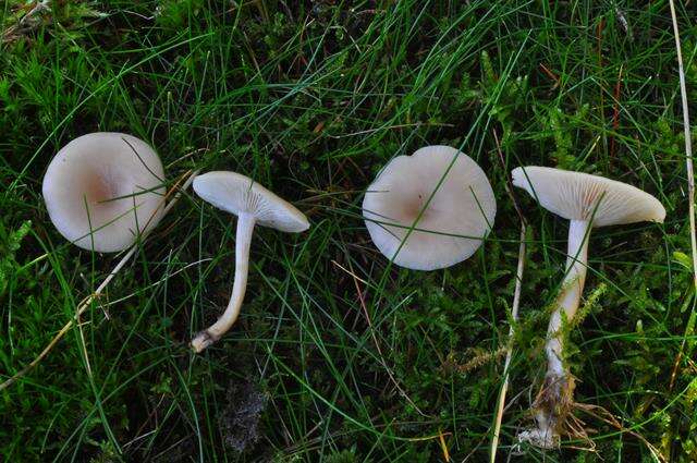 Clitocybe diatreta - EcuRed