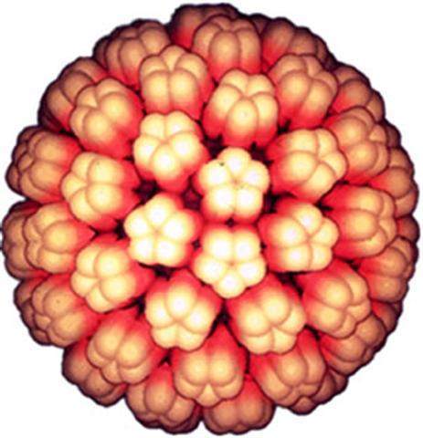 Polyomavirus - EcuRed