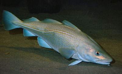 Bacalao - EcuRed