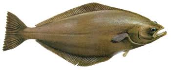 Pez fletán - EcuRed