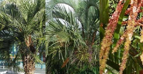 Butia eriospatha - EcuRed