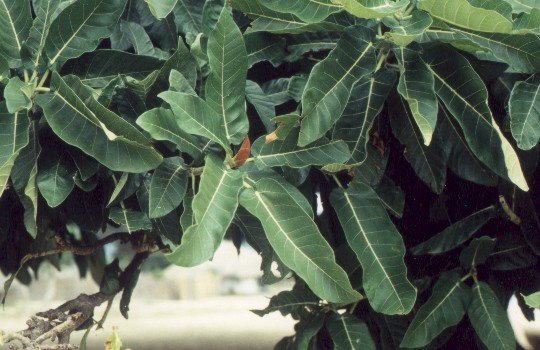 Ficus bussei - EcuRed