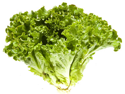 Lechuga italiana - EcuRed