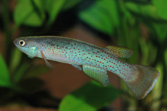 Cynodonichthys magdalenae - EcuRed