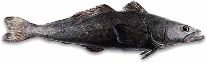 Merluza negra - EcuRed