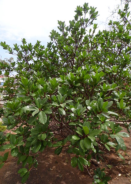 Ficus cyathistipula - EcuRed