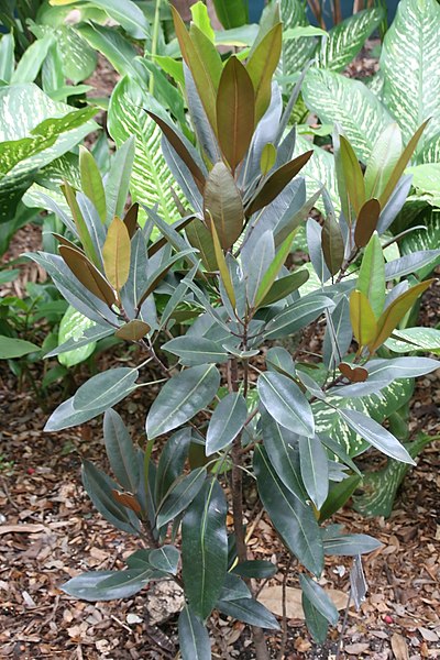 Ficus destruens - EcuRed