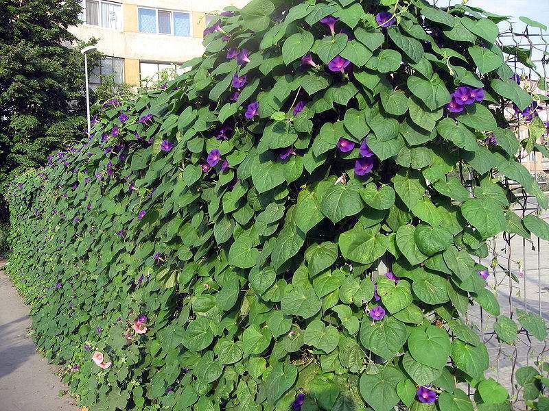 Aguinaldo morado - EcuRed