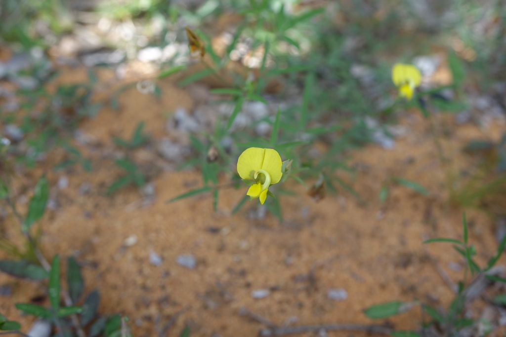 Crotalaria cornu-ammonis - EcuRed