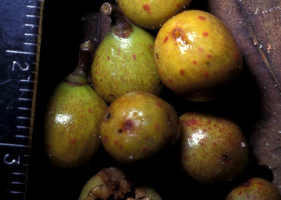 Ficus louisii - EcuRed