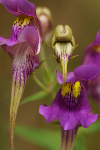 Linaria triornithophora - EcuRed