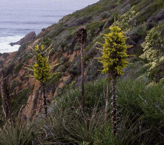 Puya chilensis - EcuRed