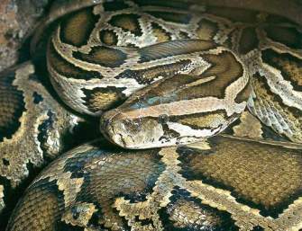 Pitón real - EcuRed