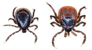 Ixodes spp - EcuRed