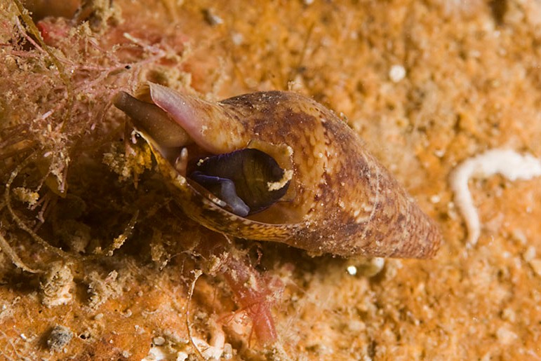 Mitrella cf broderipi - EcuRed