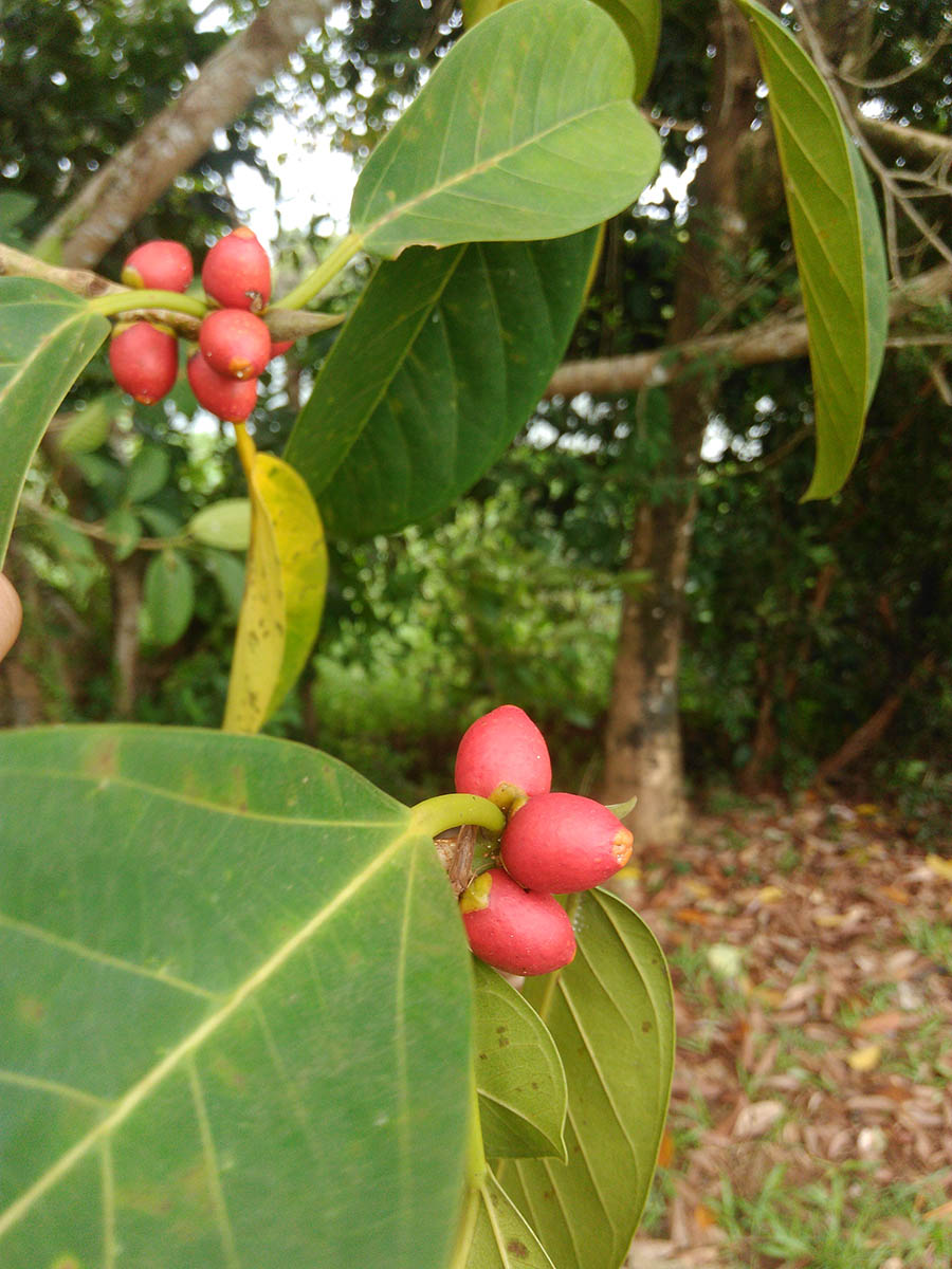 Ficus forstenii - EcuRed