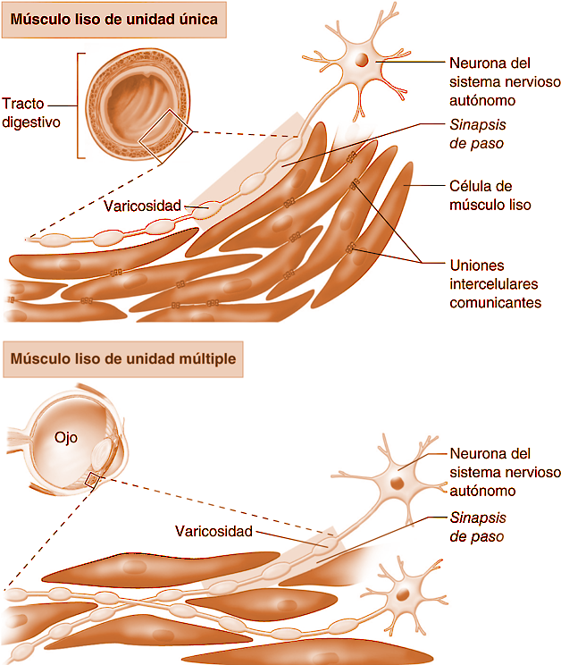 Tejido muscular liso - EcuRed