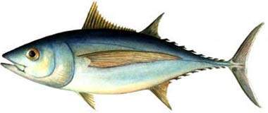 Albacora - EcuRed